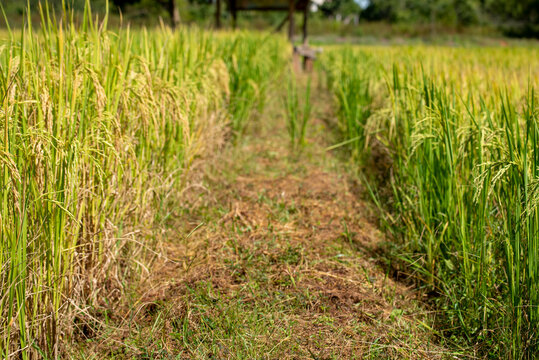 "Paddy Images – Browse 2,001,666 Stock Photos, Vectors, and Video ...