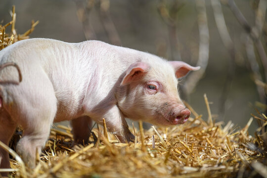 Imagens de Swine – Explore Fotografias do Stock, Vetores e Vídeos de ...