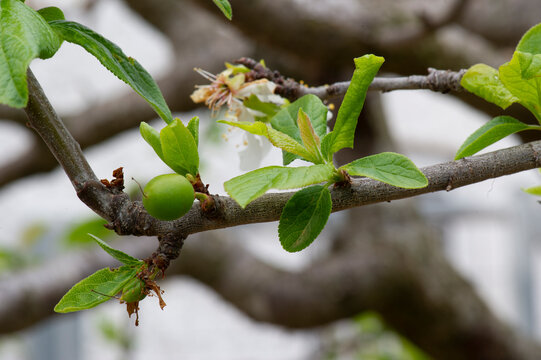 รูปภาพBrotar – เลือกดูภาพถ่ายสต็อก เวกเตอร์ และวิดีโอ16,659 | Adobe Stock