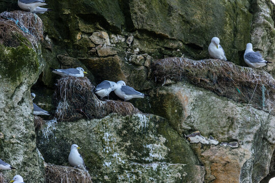 Seagull Nest