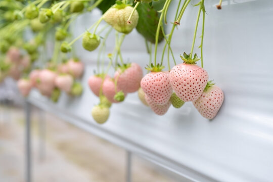 Catamite Bilder – Durchsuchen 1,134 Archivfotos, Vektorgrafiken und ...