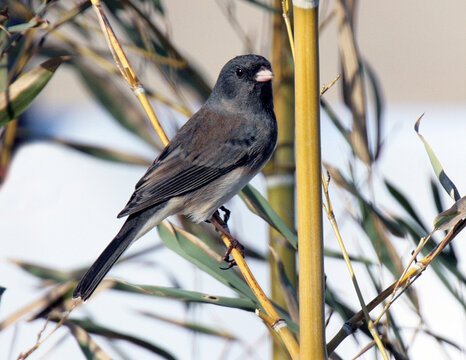 Ronald Washington photos, images, assets | Adobe Stock