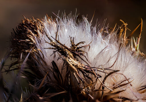 Floof Images – Browse 448 Stock Photos, Vectors, and Video | Adobe Stock