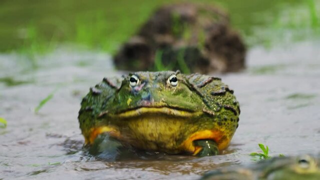 "African Bullfrog" Images – Browse 676 Stock Photos, Vectors, and Video ...