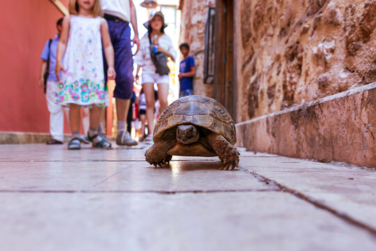 "Turtle Walking" Images – Browse 1,467 Stock Photos, Vectors, and Video ...
