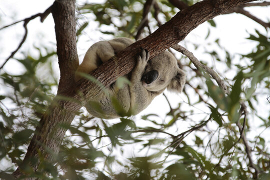 รูปภาพCoala – เลือกดูภาพถ่ายสต็อก เวกเตอร์ และวิดีโอ1,038 | Adobe Stock