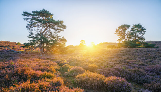 Heathland 이미지 – 찾아보기 115,692 스톡 사진, 벡터 및 비디오 | Adobe Stock