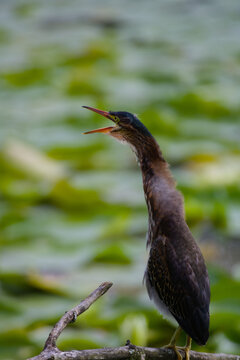 รูปภาพSquawk – เลือกดูภาพถ่ายสต็อก เวกเตอร์ และวิดีโอ3,087 | Adobe Stock