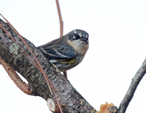 Ronald Washington photos, images, assets | Adobe Stock