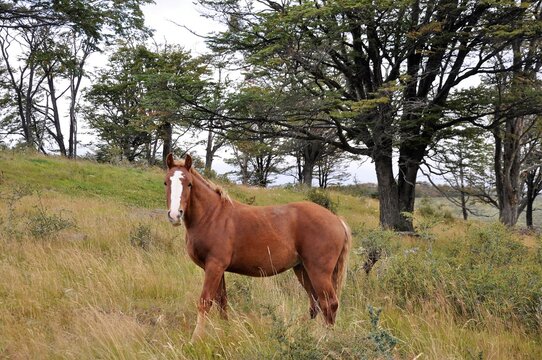 Chevalin Bilder – Durchsuchen 6,642 Archivfotos, Vektorgrafiken und ...