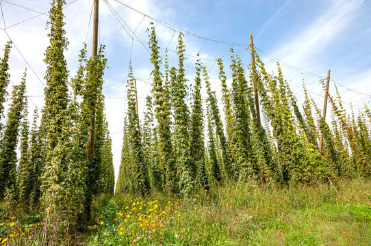 Hopfenanbau Images – Browse 472 Stock Photos, Vectors, and Video ...