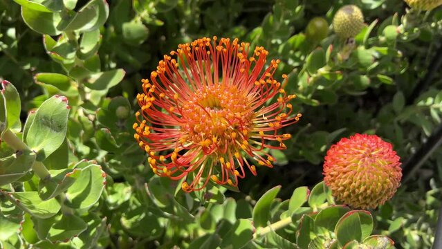 Pincushion Protea Images – Browse 1,812 Stock Photos, Vectors, and ...