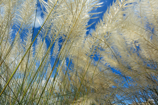 Kash Bilder – Durchsuchen 1,156 Archivfotos, Vektorgrafiken und Videos ...