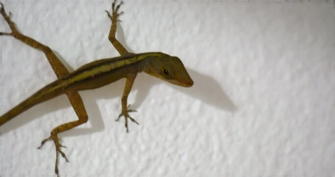 Green Lizard Images – Browse 284,249 Stock Photos, Vectors, and Video ...