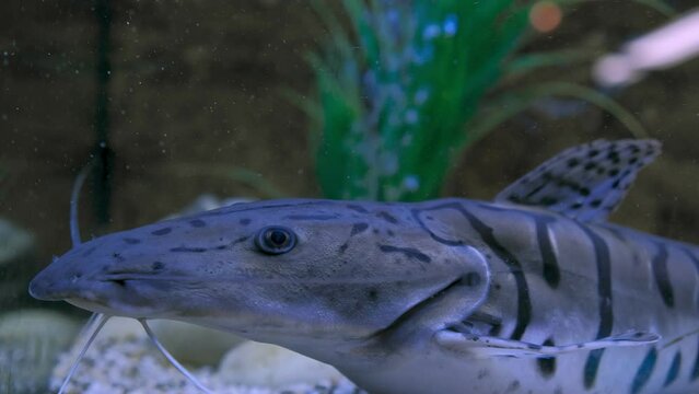 "Walking Catfish"-Bilder: Stock-Fotos & -Videos. | Adobe Stock