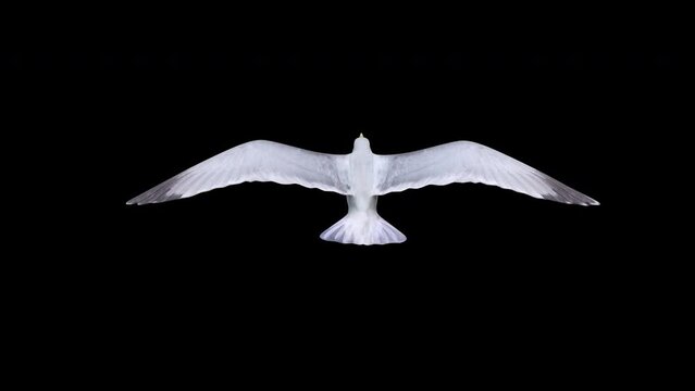 "Seagull Flying" Images – Browse 3,079 Stock Photos, Vectors, and Video ...