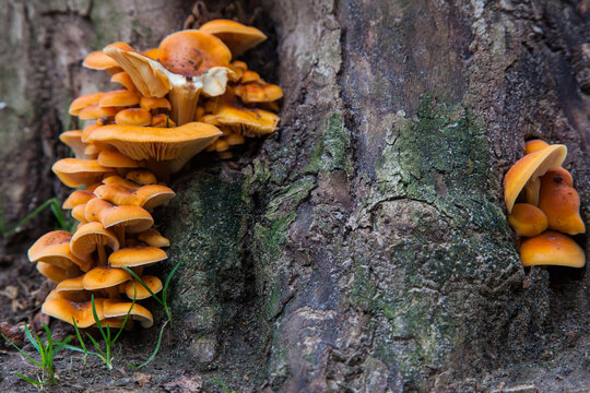 "Winter Mushrooms" Images – Browse 418 Stock Photos, Vectors, and Video ...