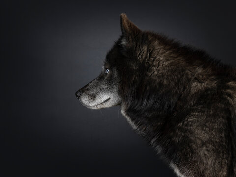Black Wolf Head