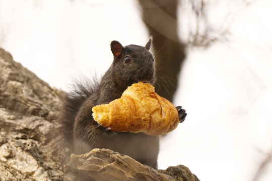 Someone Stuffing Their Face With Food