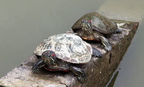 รูปภาพTerrapins – เลือกดูภาพถ่ายสต็อก เวกเตอร์ และวิดีโอ17,281 | Adobe ...