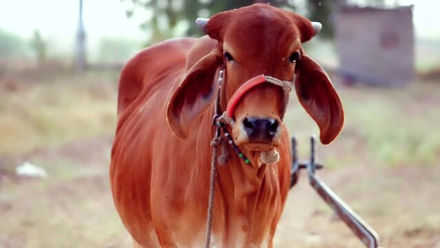 Gir Images – Browse 8,817 Stock Photos, Vectors, and Video | Adobe Stock