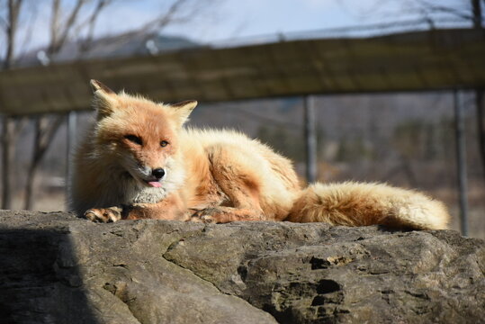 きつね Images – Browse 6,386 Stock Photos, Vectors, and Video | Adobe Stock