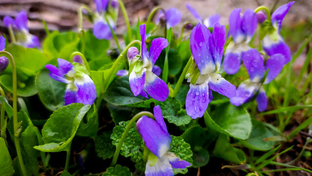 "Wild Violets" Images – Browse 542 Stock Photos, Vectors, and Video ...