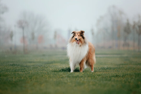 「Rough-Collie」の画像 - 389 件の Stock 写真、ベクターおよびビデオ | Adobe Stock