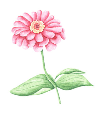 Zinnia Plant Drawing