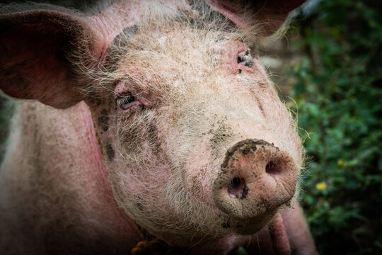 รูปภาพCerdito – เลือกดูภาพถ่ายสต็อก เวกเตอร์ และวิดีโอ1,678 | Adobe Stock