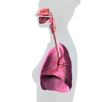 Windpipe Images – Browse 1,819 Stock Photos, Vectors, and Video | Adobe ...