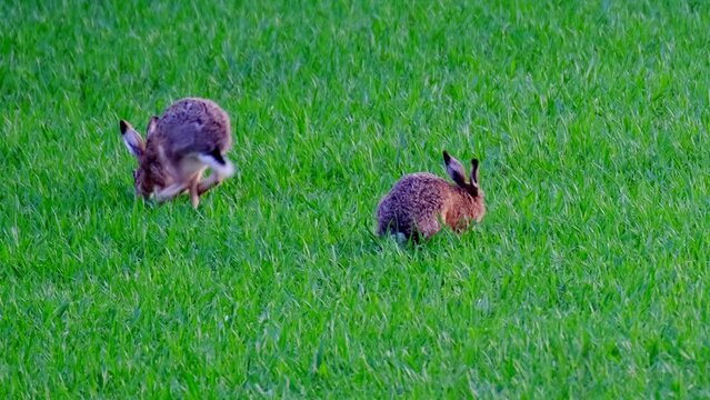 "Animal Sports" Images – Browse 2,902 Stock Photos, Vectors, and Video ...