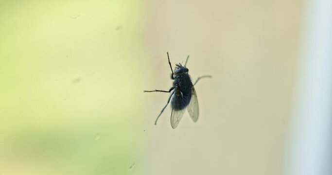 House-Fly Images – Browse 21,639 Stock Photos, Vectors, and Video ...