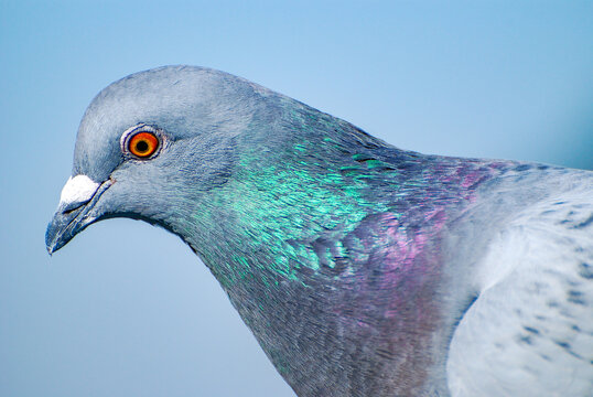 Racing Pigeon Head