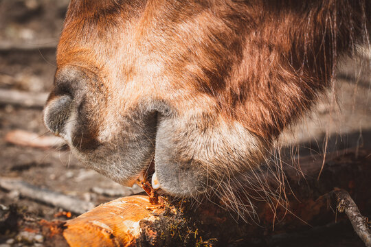 รูปภาพNagen – เลือกดูภาพถ่ายสต็อก เวกเตอร์ และวิดีโอ1,472 | Adobe Stock