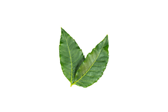 Single Neem Leaf