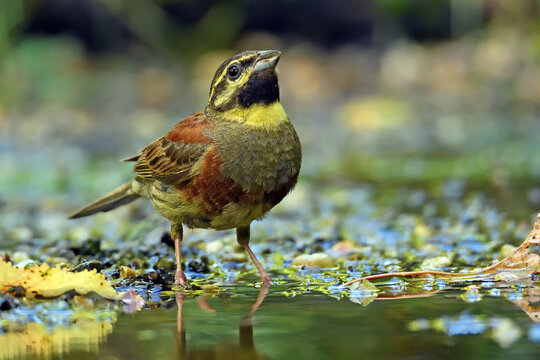 Zigolo Images – Browse 63 Stock Photos, Vectors, and Video | Adobe Stock