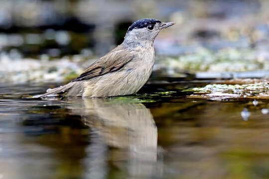 Capinera Images – Browse 95 Stock Photos, Vectors, and Video | Adobe Stock