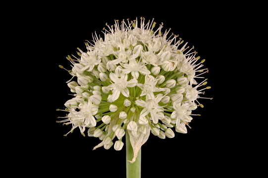 Dolde Bilder – Durchsuchen 12,214 Archivfotos, Vektorgrafiken und ...