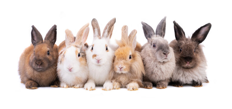 White Rabbit Standing Images – Browse 15,867 Stock Photos, Vectors, and ...