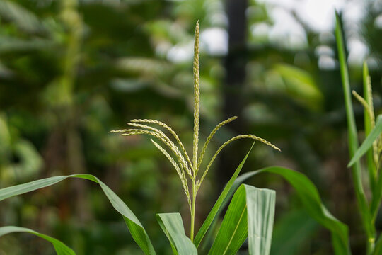 "Corn Tree" Bilder – Durchsuchen 213 Archivfotos, Vektorgrafiken und ...