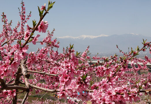 Fiower Images – Browse 204 Stock Photos, Vectors, and Video | Adobe Stock