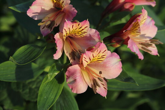 「Alstroemeriaceae」の写真素材 | 568件の無料イラスト画像 | Adobe Stock
