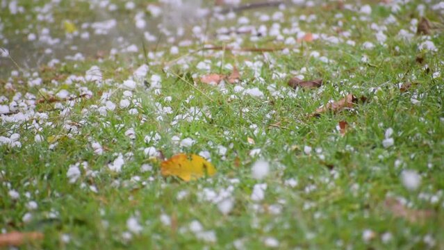 "Hail Stones" Images – Parcourir 352 le catalogue de photos, vecteurs ...