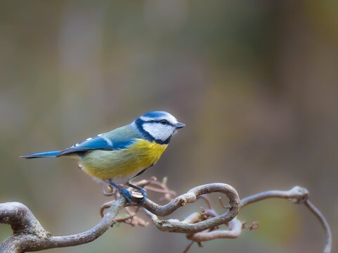 Syn Bilder – Durchsuchen 4,458 Archivfotos, Vektorgrafiken und Videos ...