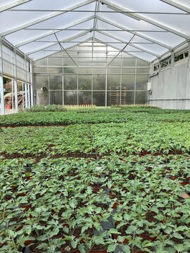 รูปภาพTomatenstaude – เลือกดูภาพถ่ายสต็อก เวกเตอร์ และวิดีโอ131 | Adobe ...