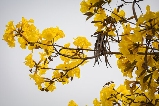 Ratchapruek Bilder – Durchsuchen 239 Archivfotos, Vektorgrafiken und ...