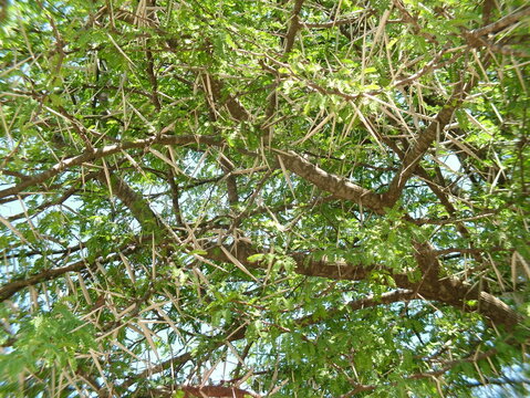Acacia Tree Israel Images – Browse 1,743 Stock Photos, Vectors, and ...