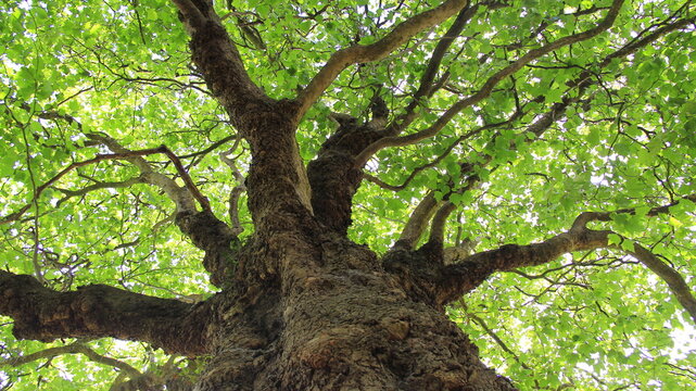 Sommereiche Bilder – Durchsuchen 16,172 Archivfotos, Vektorgrafiken und ...