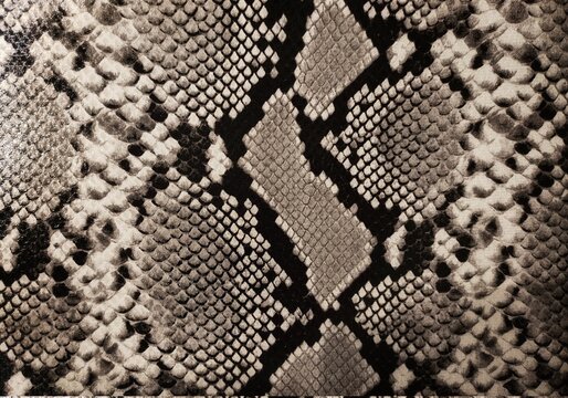 รูปภาพSnake-Skin – เลือกดูภาพถ่ายสต็อก เวกเตอร์ และวิดีโอ34,446 | Adobe ...